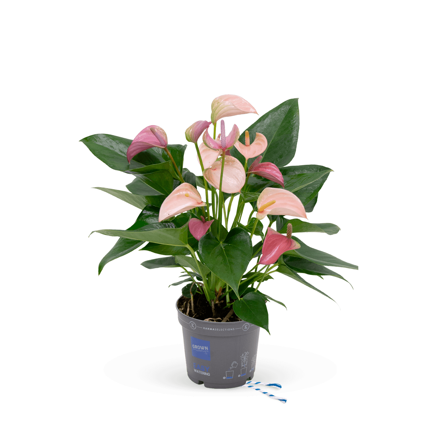 Karma Catalog – karmaplants