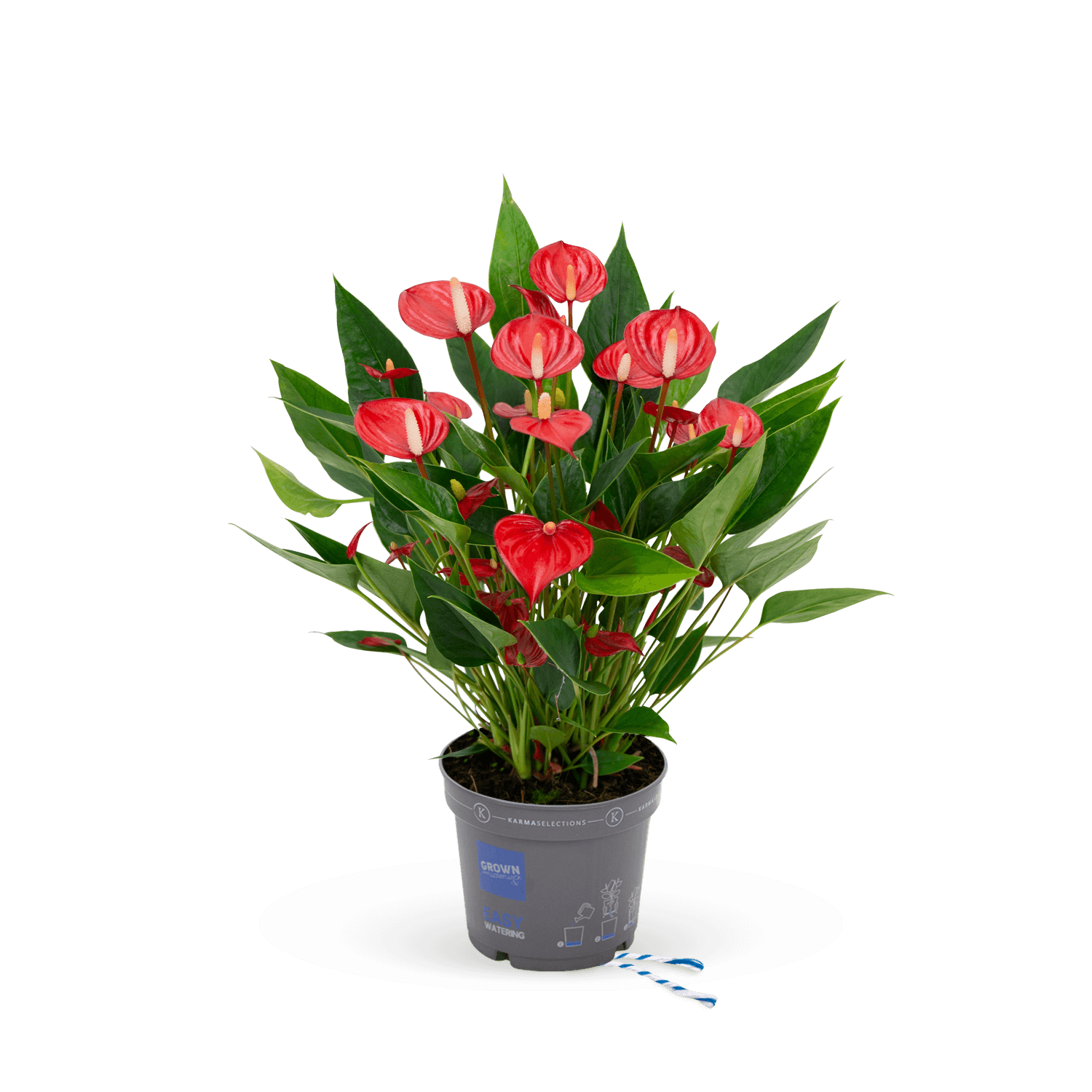 Karma Catalogus – Karma Plants BV