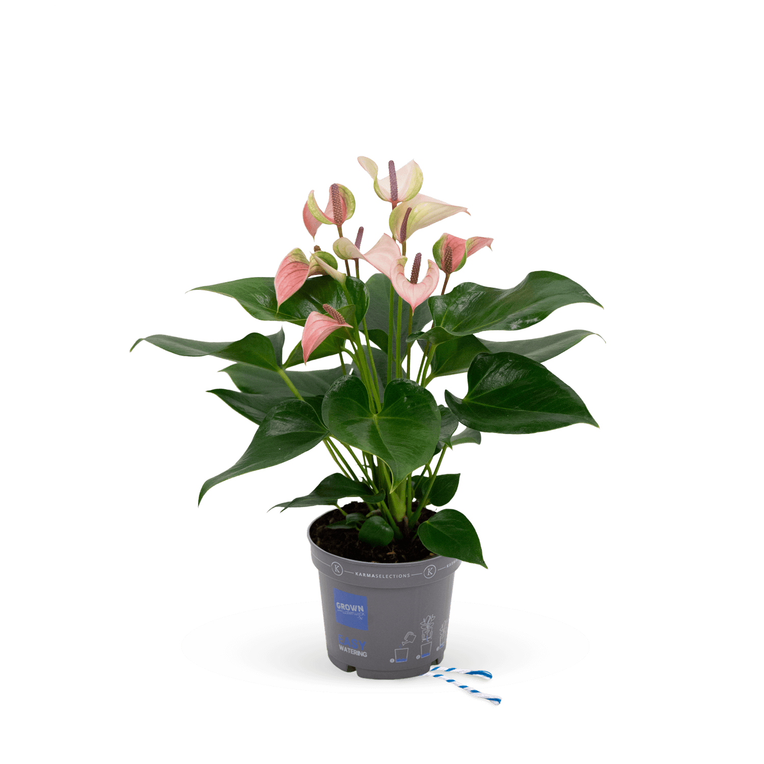 Karma Catalogus – Karma Plants BV