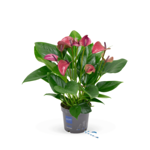 Karma Catalog – karmaplants